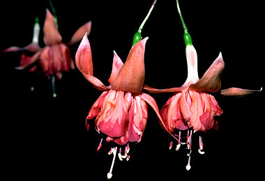 Fuchsia Bicentennial