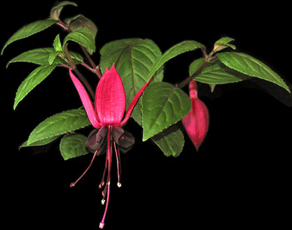 Fuchsia Blacky