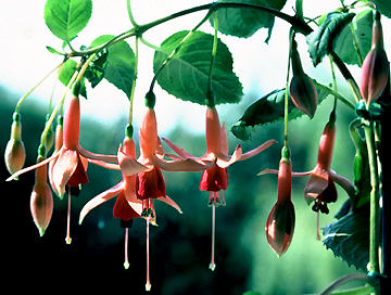 Fuchsia Orange Drops